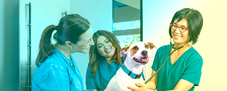 elevate 2024 - VetnCare's Advanced Practice Seminar Event Website